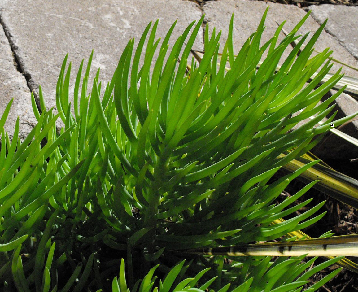 Senecio vitalis - Chalk Fingers | PlantMaster