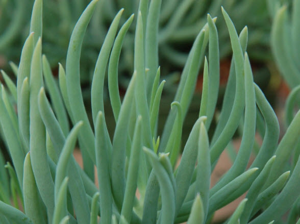 Senecio vitalis - Chalk Fingers | PlantMaster