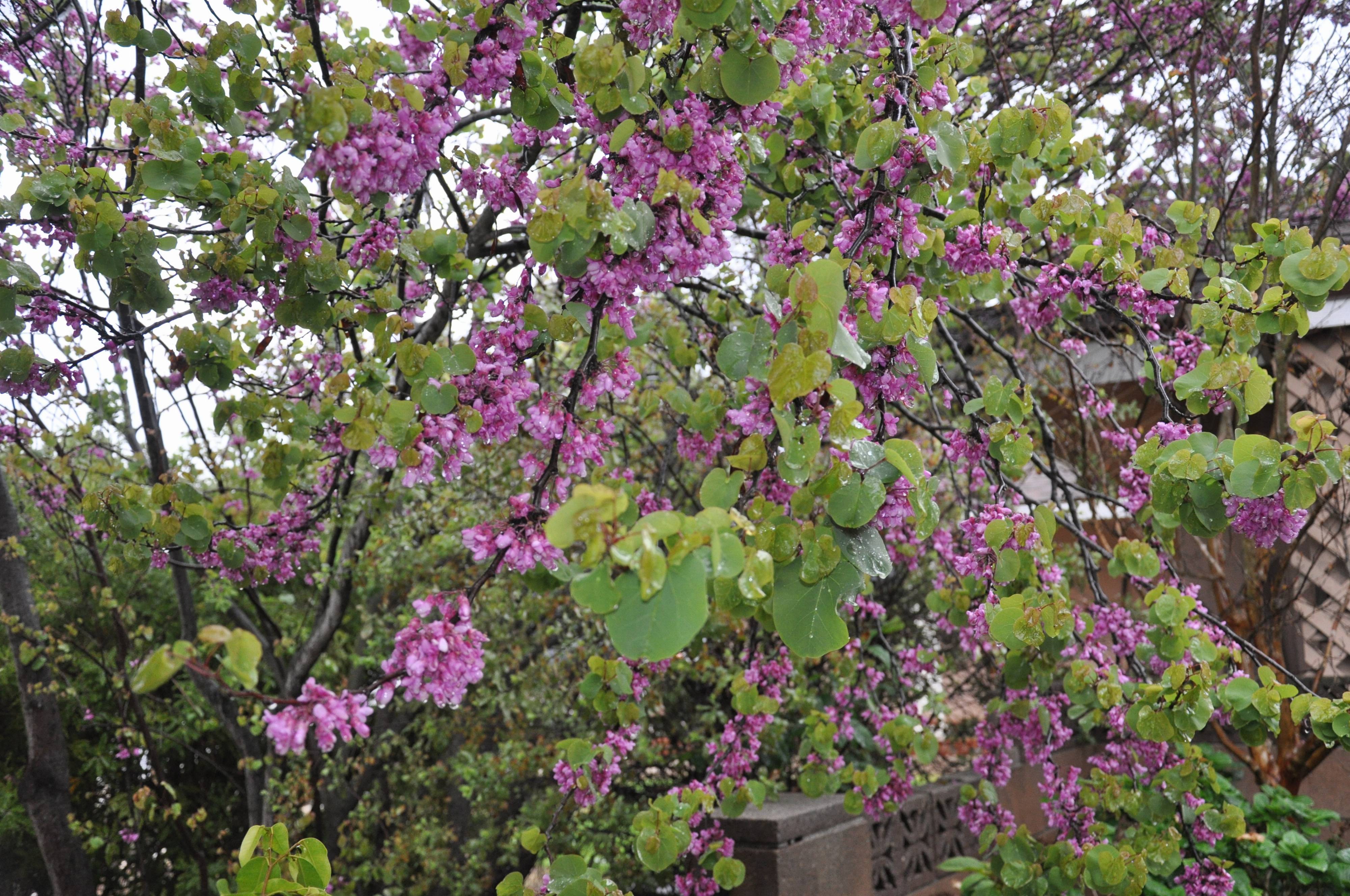 Cercis occidentalis - Western Redbud | PlantMaster