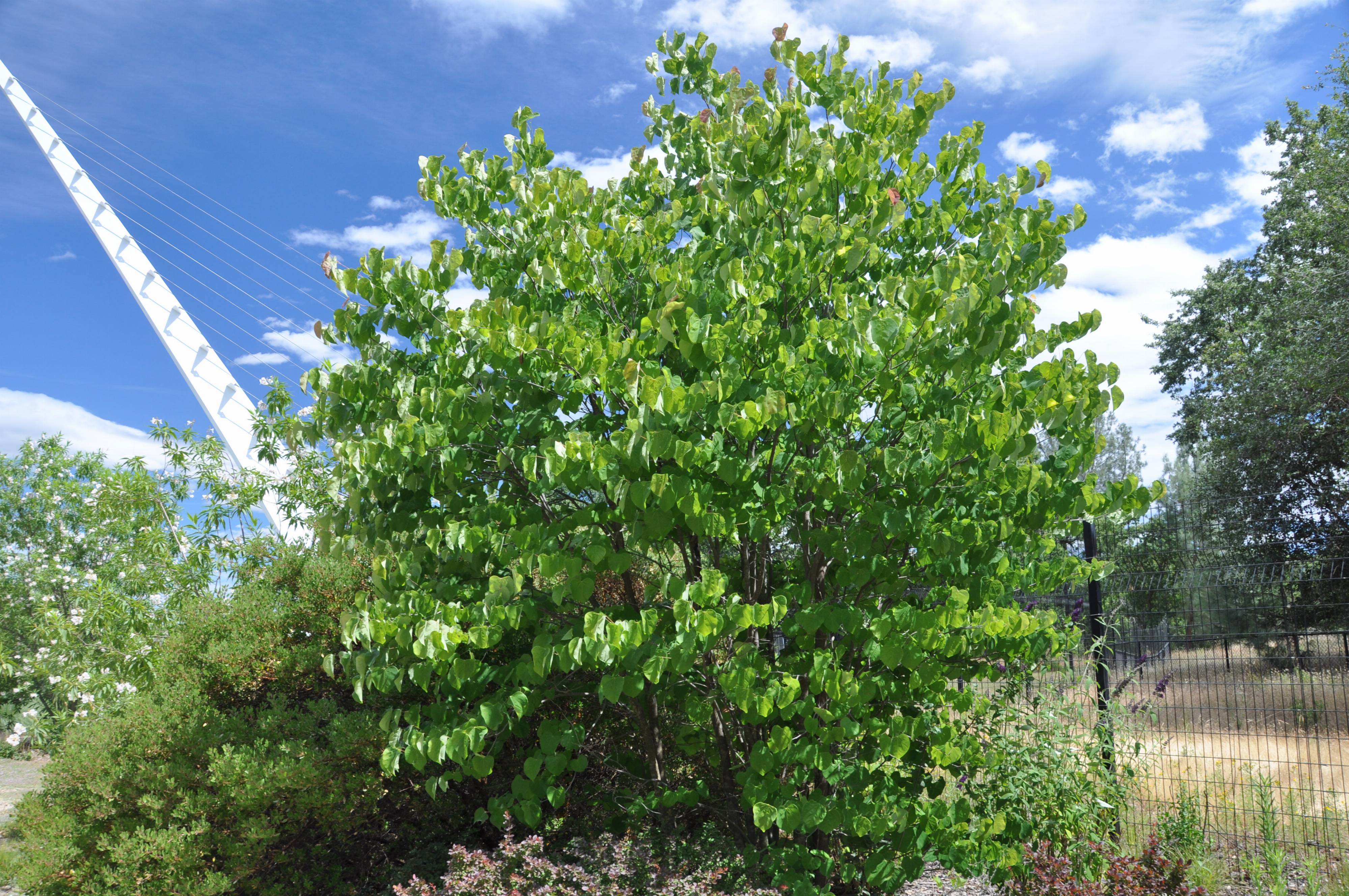 Cercis occidentalis - Western Redbud | PlantMaster