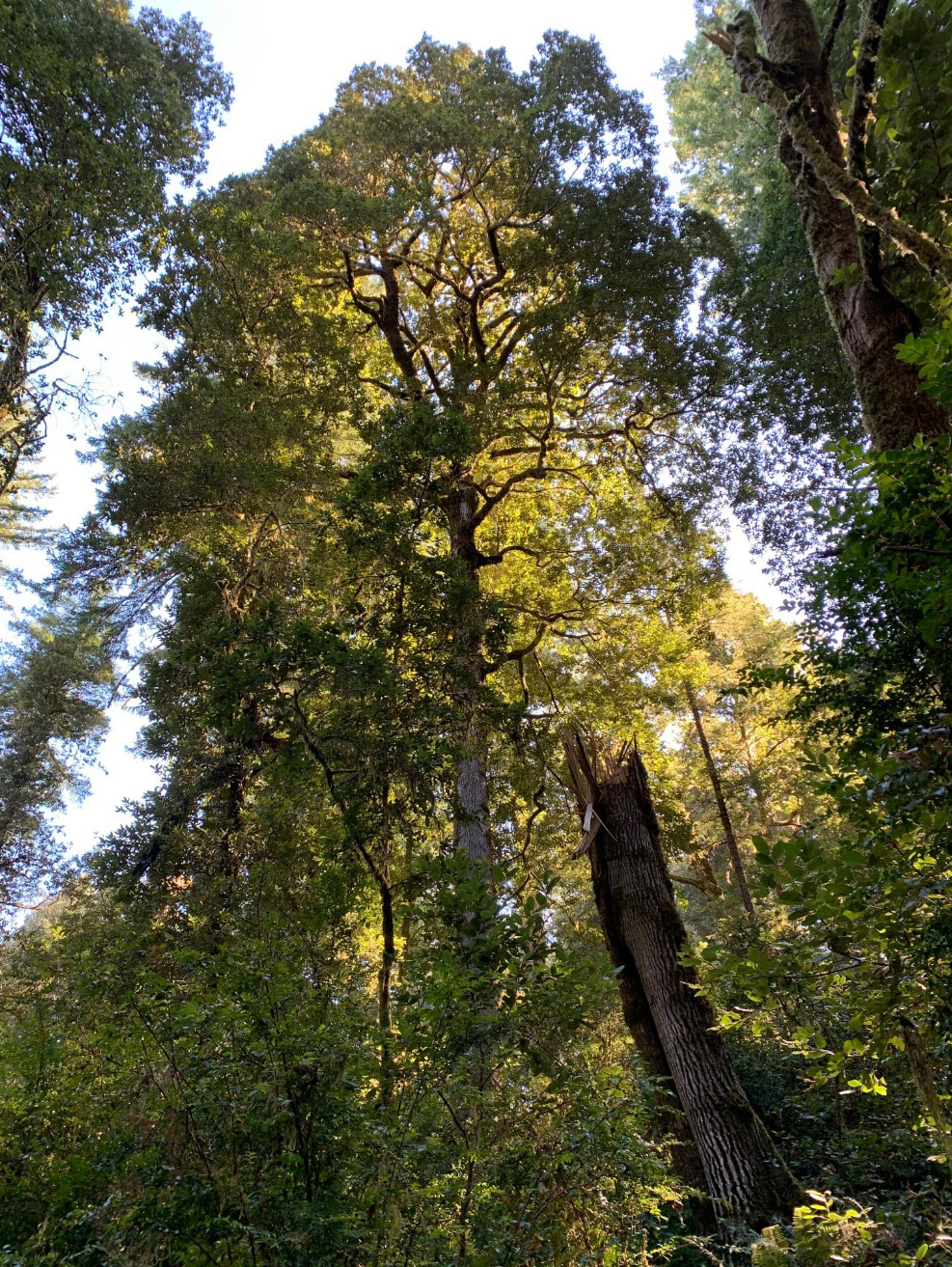 Notholithocarpus densiflorus - Tan Oak | PlantMaster