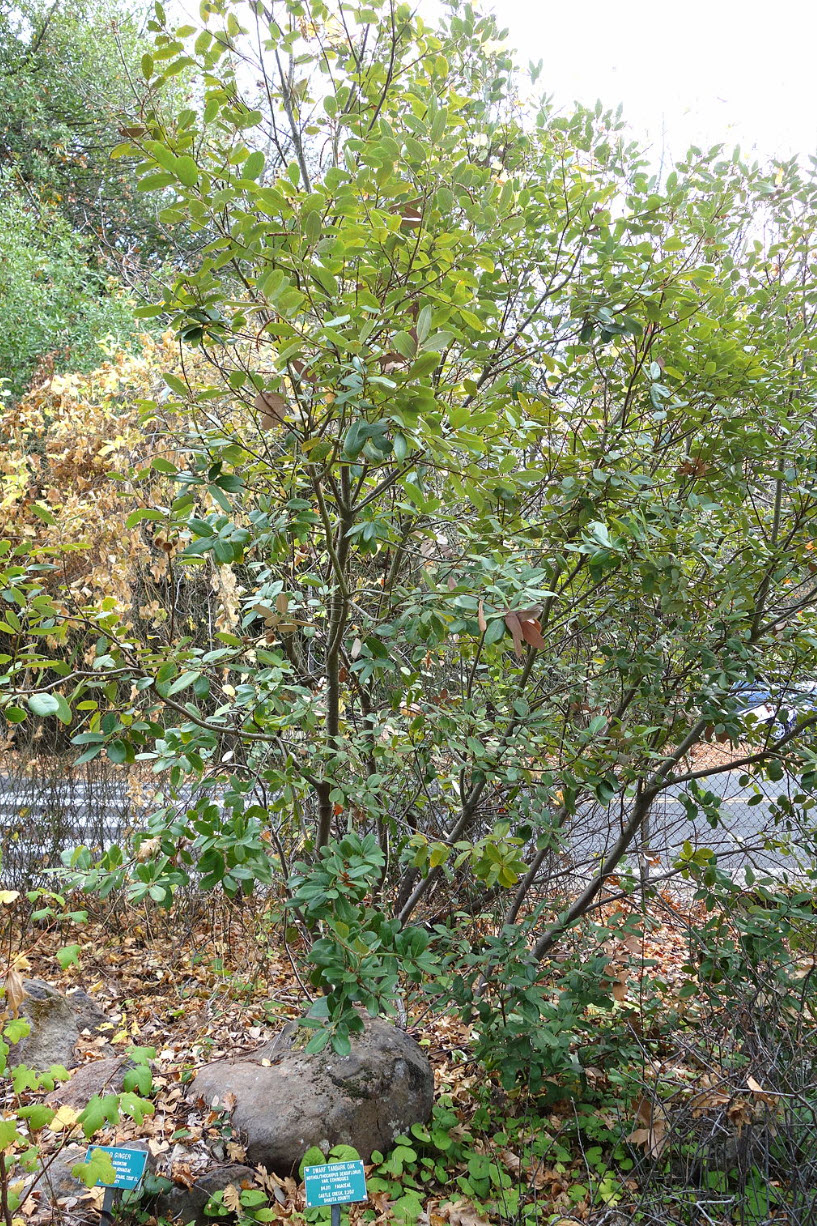 Notholithocarpus densiflorus - Tan Oak | PlantMaster