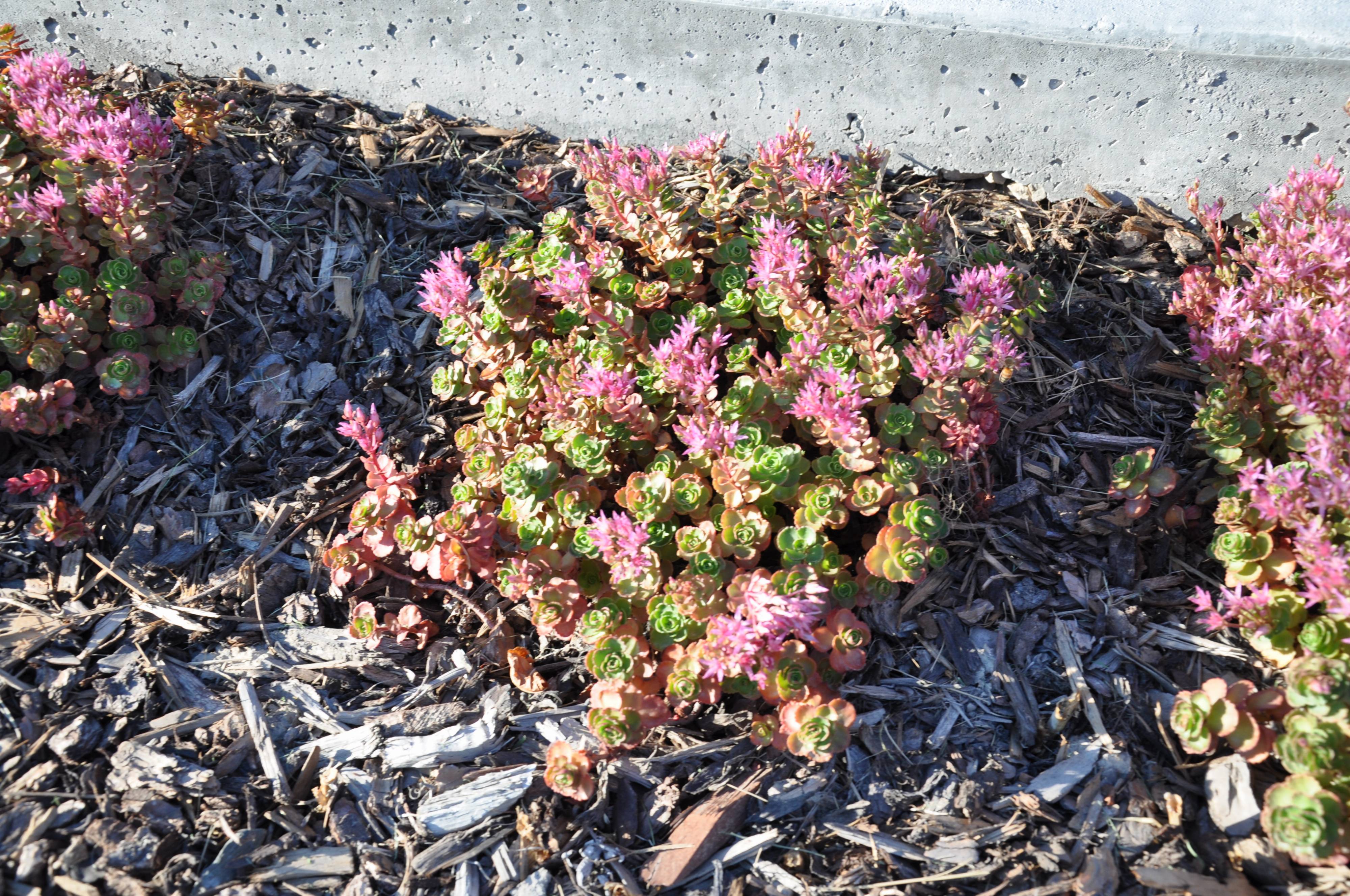 Red Stonecrop Ground Cover Garden With Drought Tolerant Creeping Sedum