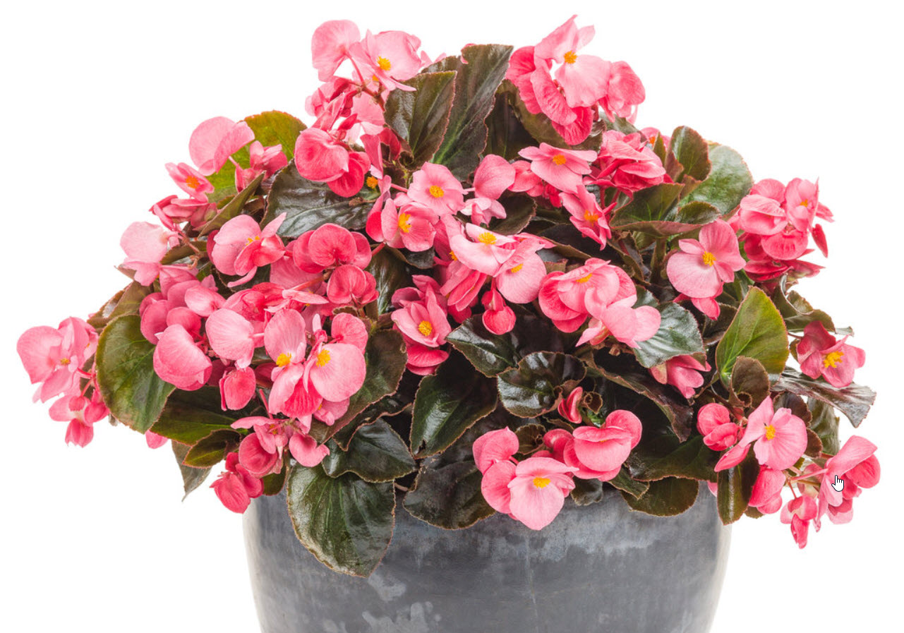 Begonia Cocktail Mix Buy/Send Begonia Plant In Ceramic Planter Online