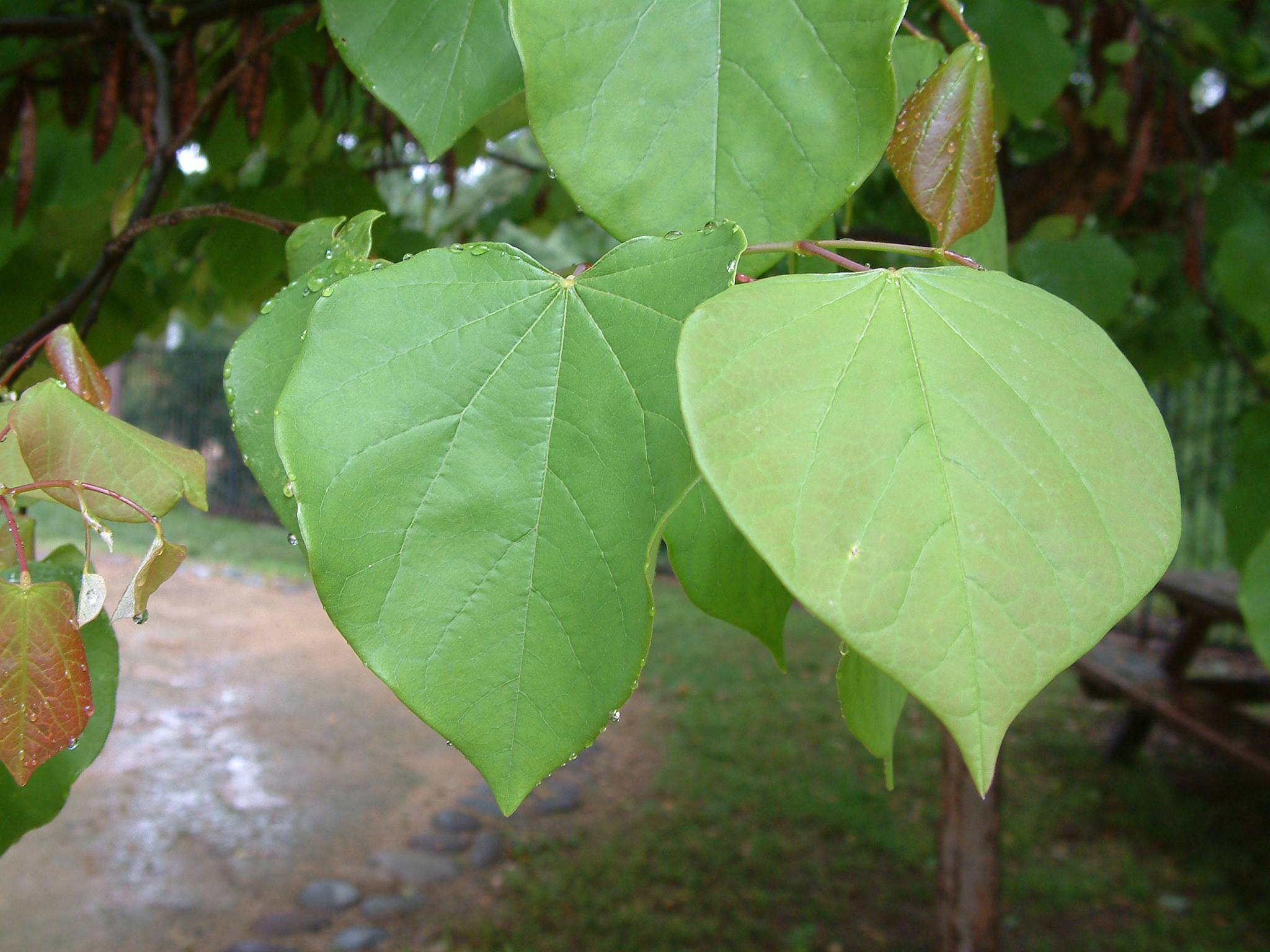 Cercis canadensis - Eastern Redbud | PlantMaster