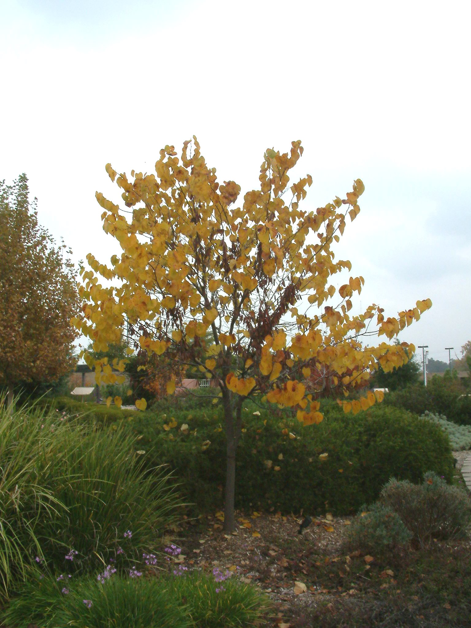 Cercis canadensis - Eastern Redbud | PlantMaster