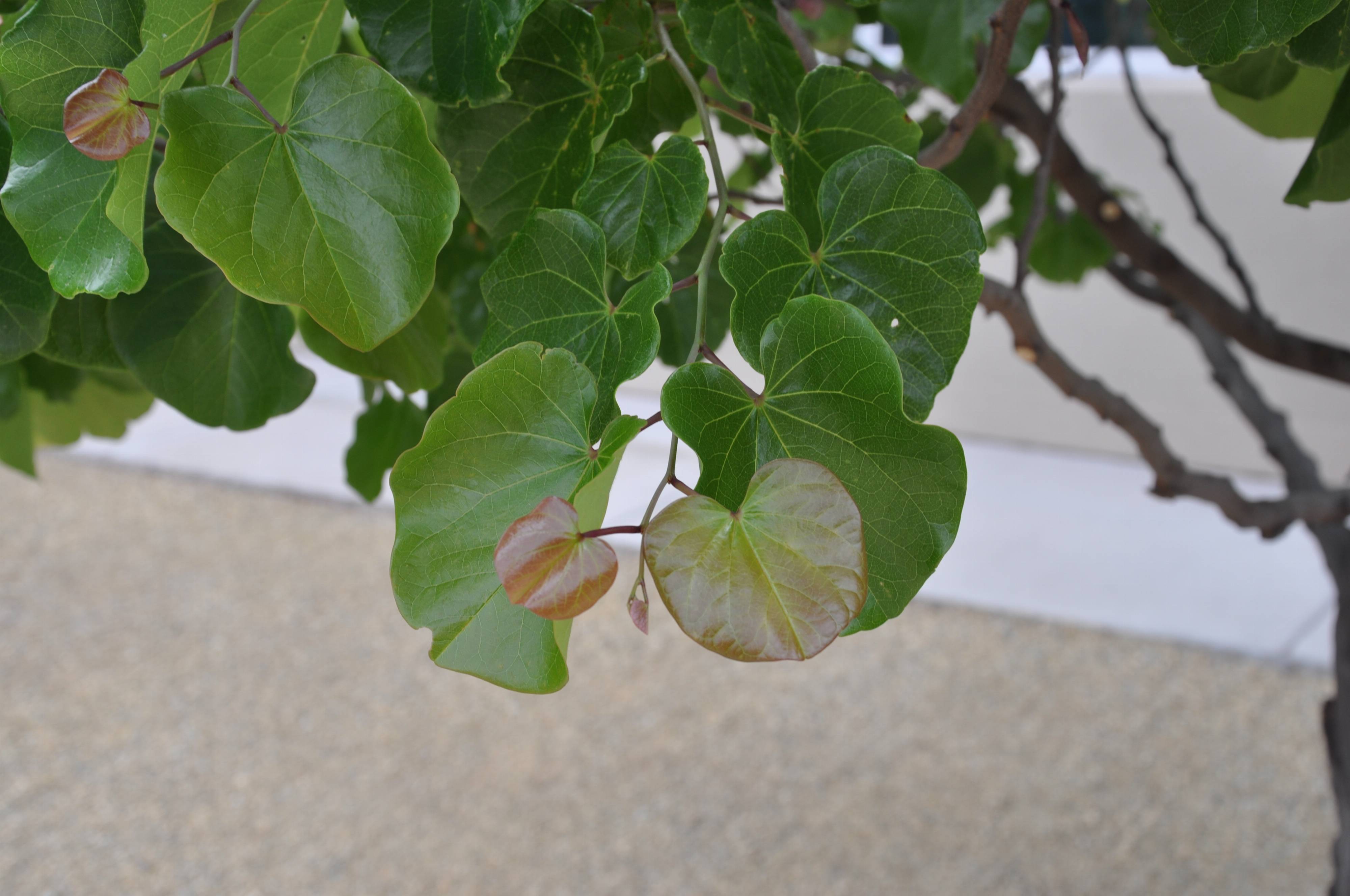 Cercis canadensis - Eastern Redbud | PlantMaster