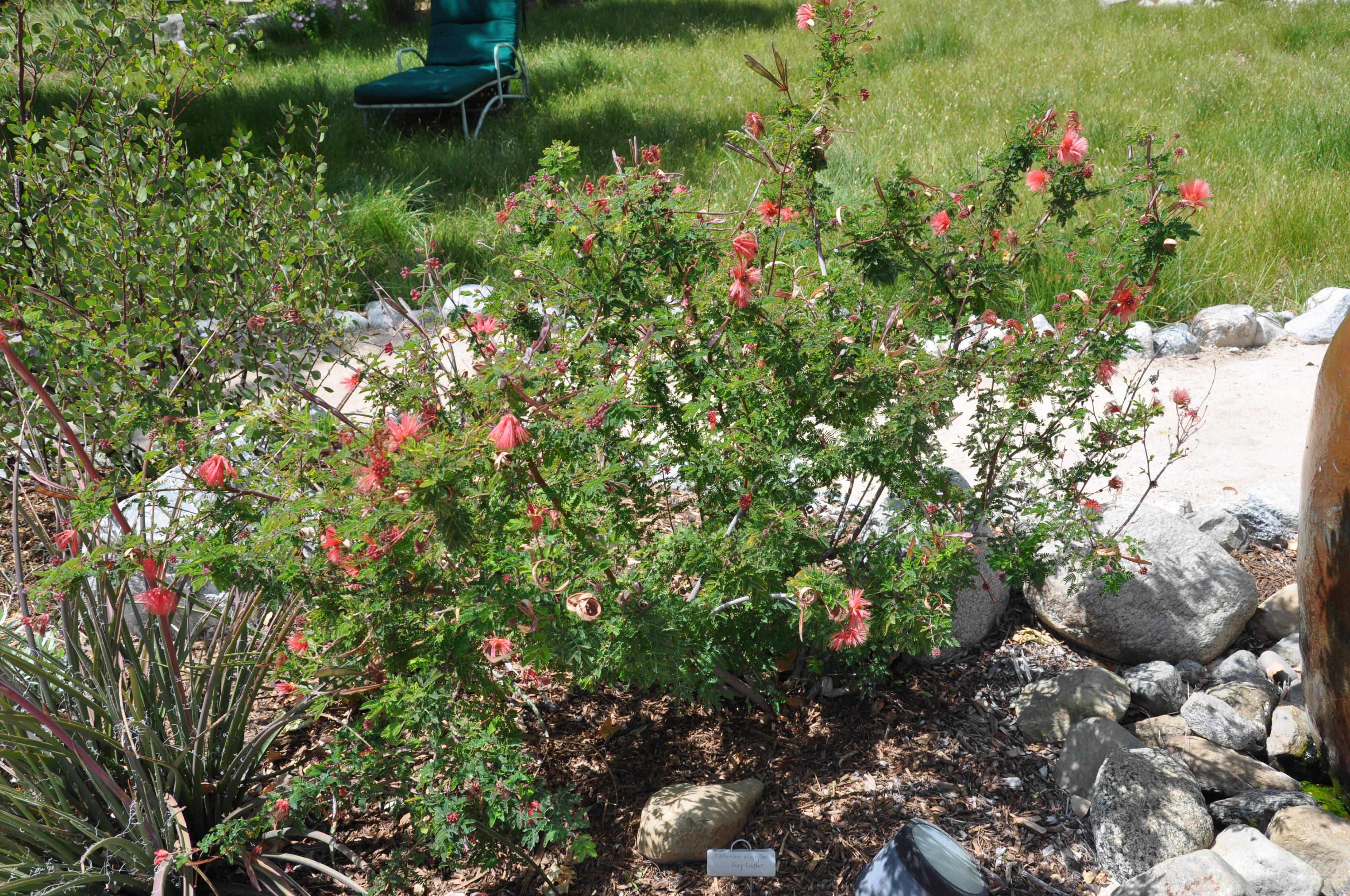 Calliandra Californica