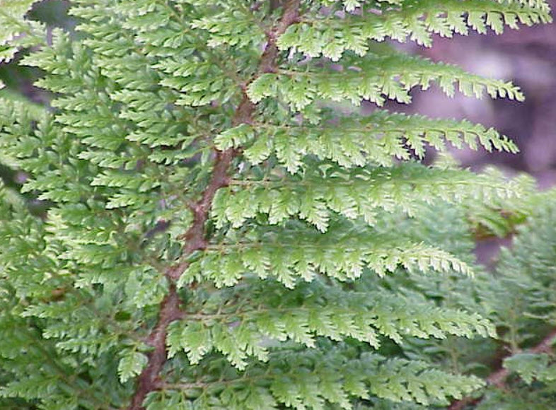 Polystichum setiferum - Alaska Fern | PlantMaster