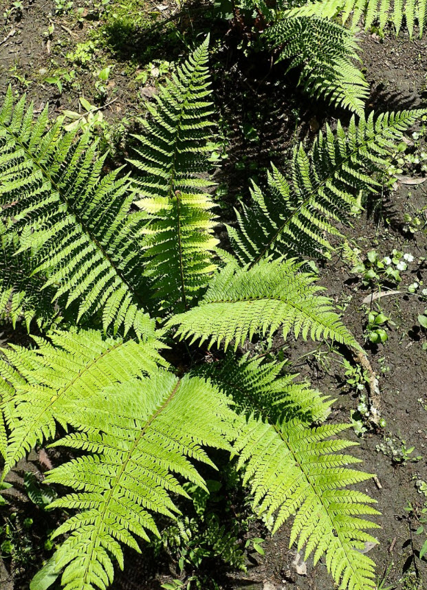 Polystichum setiferum - Alaska Fern | PlantMaster