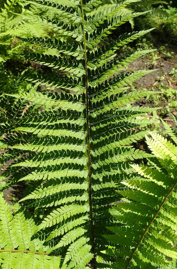 Polystichum setiferum - Alaska Fern | PlantMaster