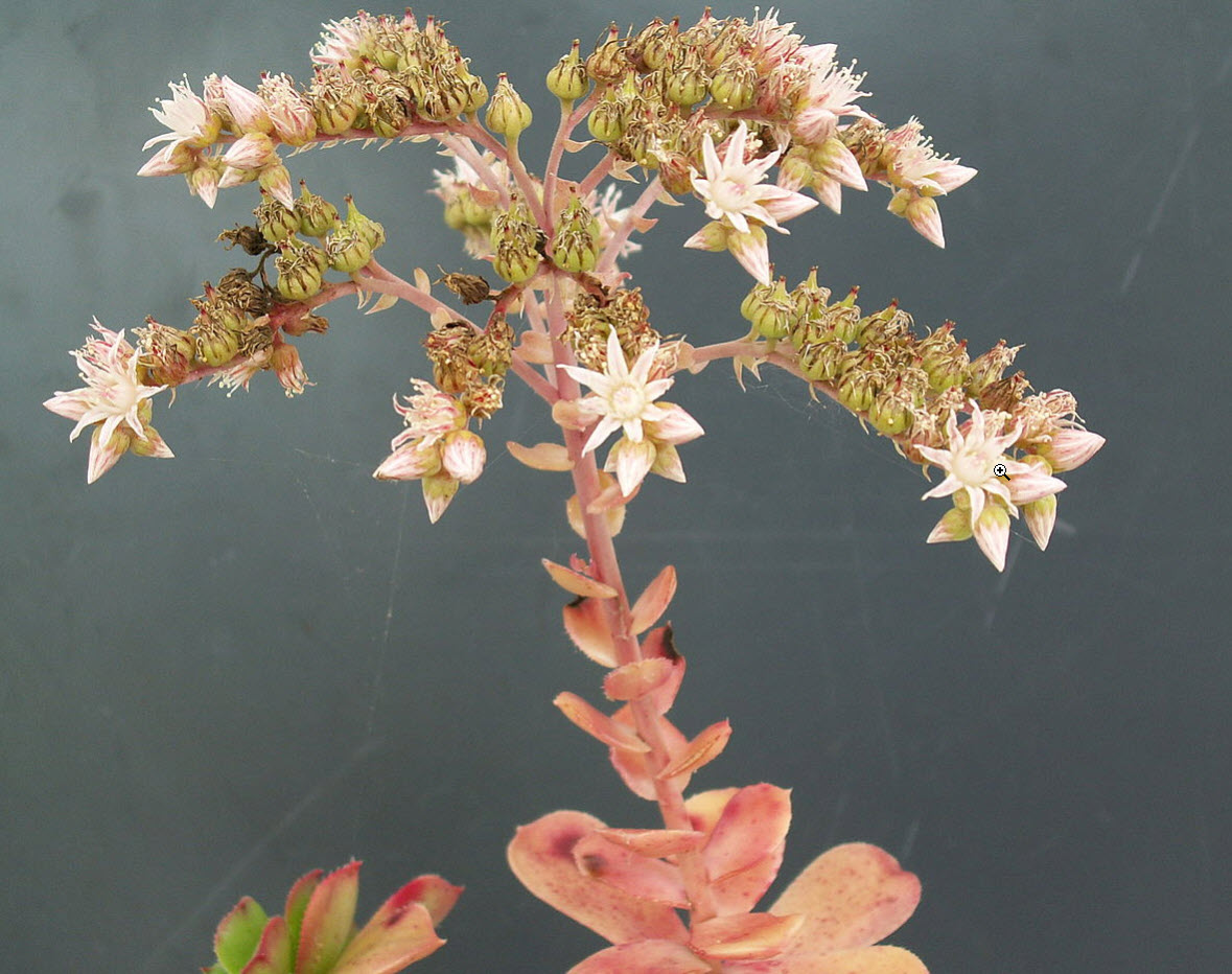 Aeonium haworthii - Pinwheel | PlantMaster