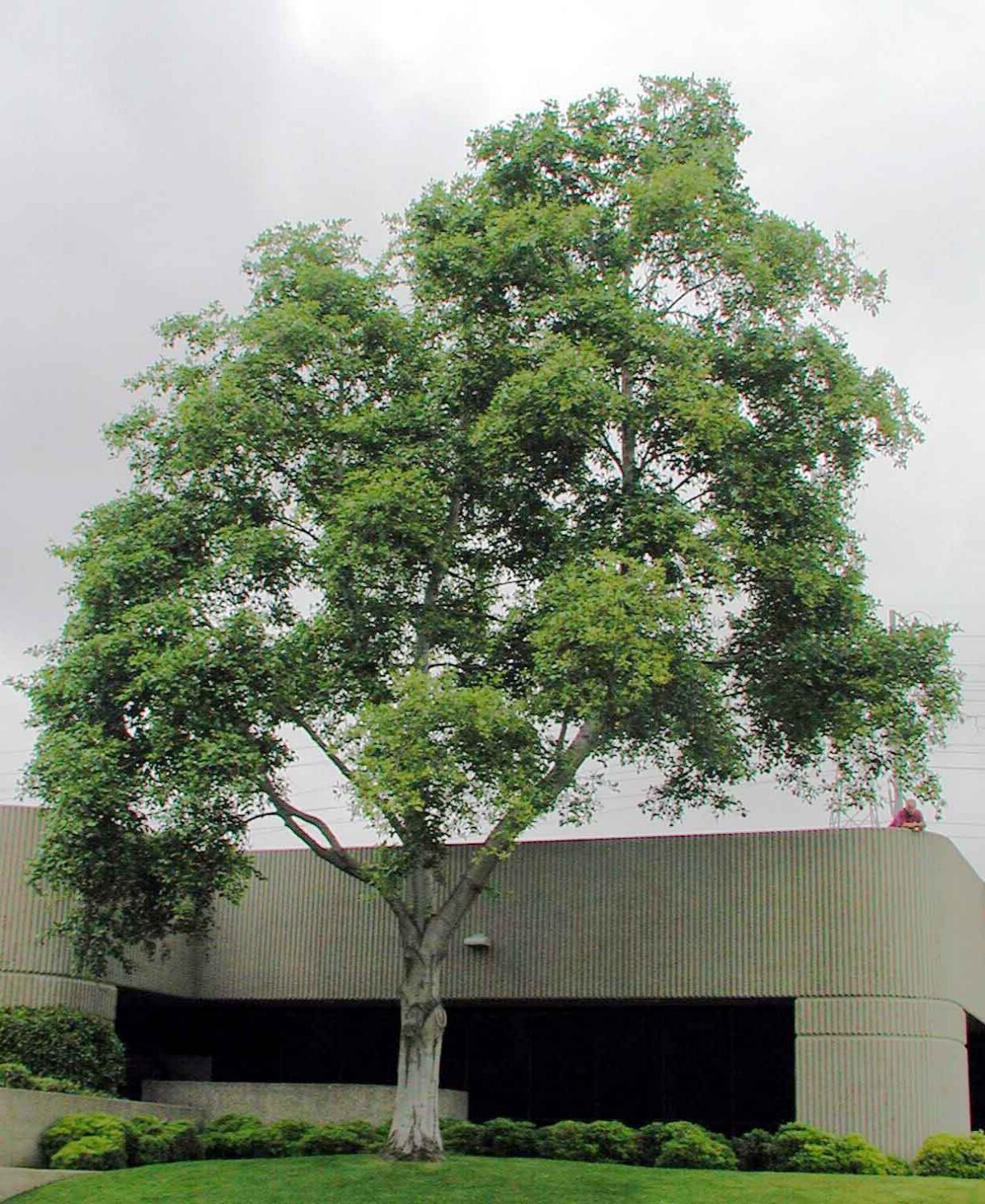 Red Alder, Alnus Rubra Native Plants PNW, 58% OFF