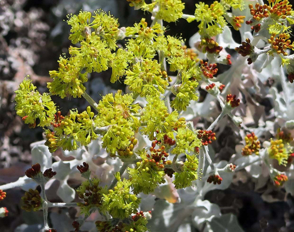 Eriogonum crocatum - Saffron Buckwheat | PlantMaster
