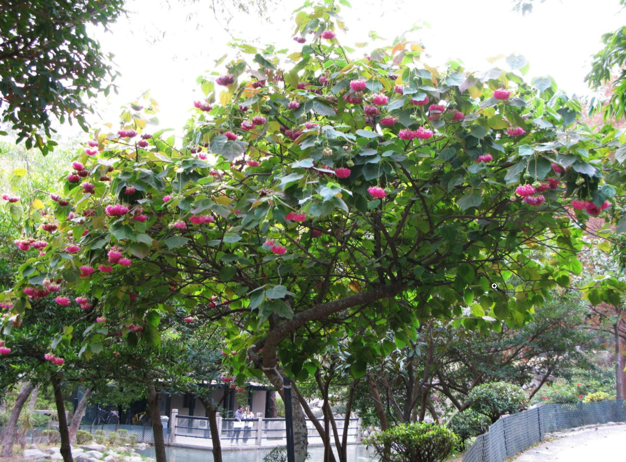Plant With Tiny Pink Flowers Ball