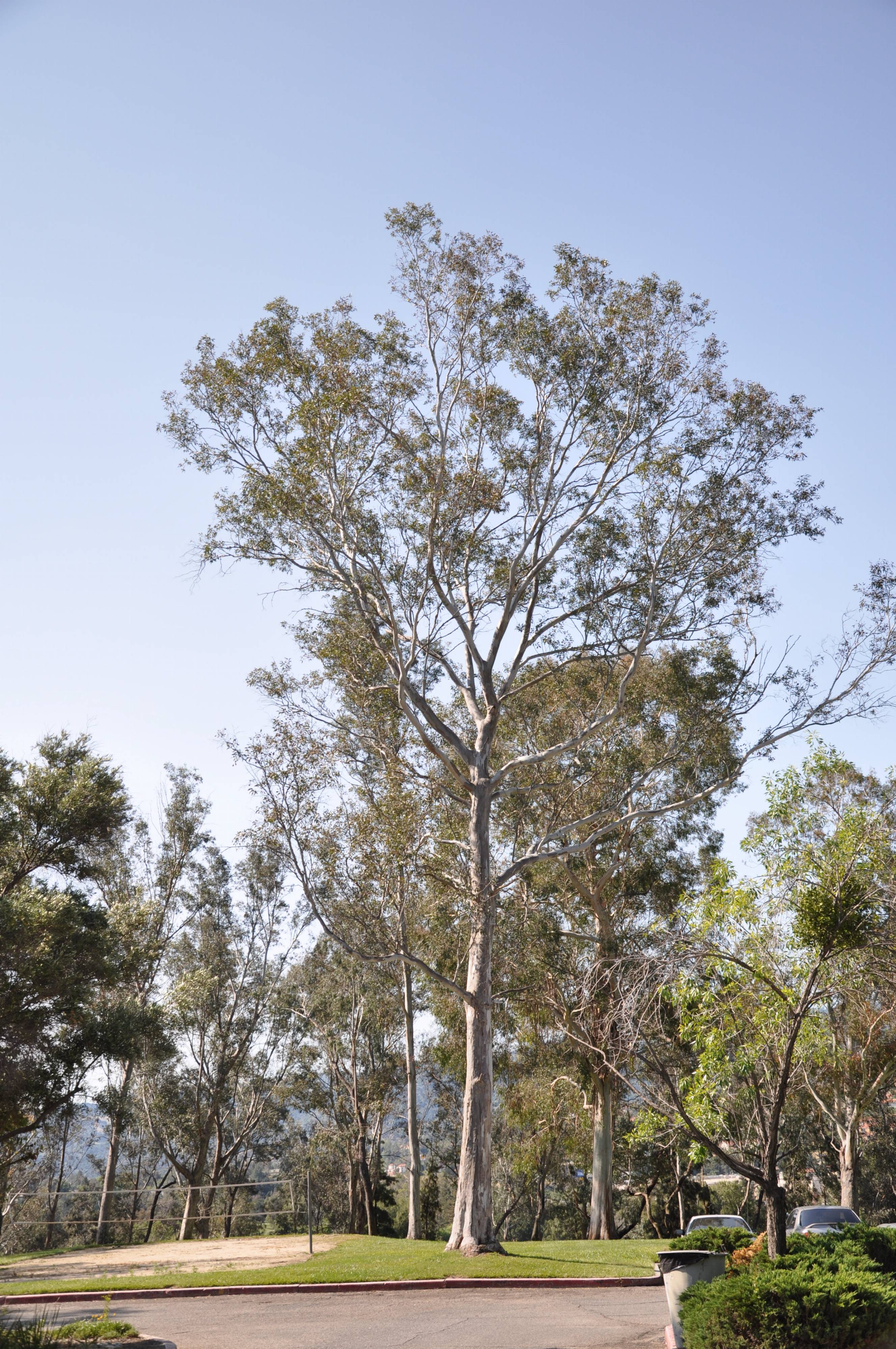 Eucalyptus leucoxylon - White Ironbark | PlantMaster