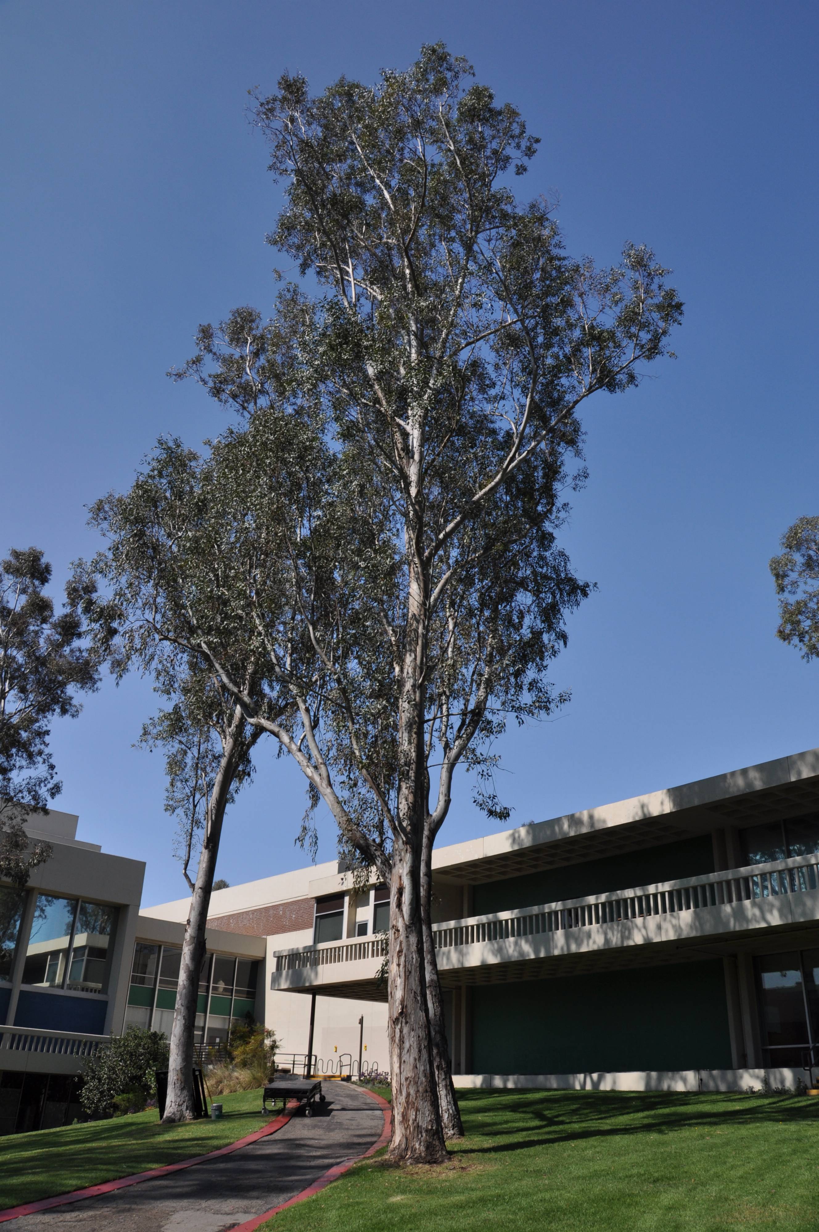 Eucalyptus leucoxylon - White Ironbark | PlantMaster