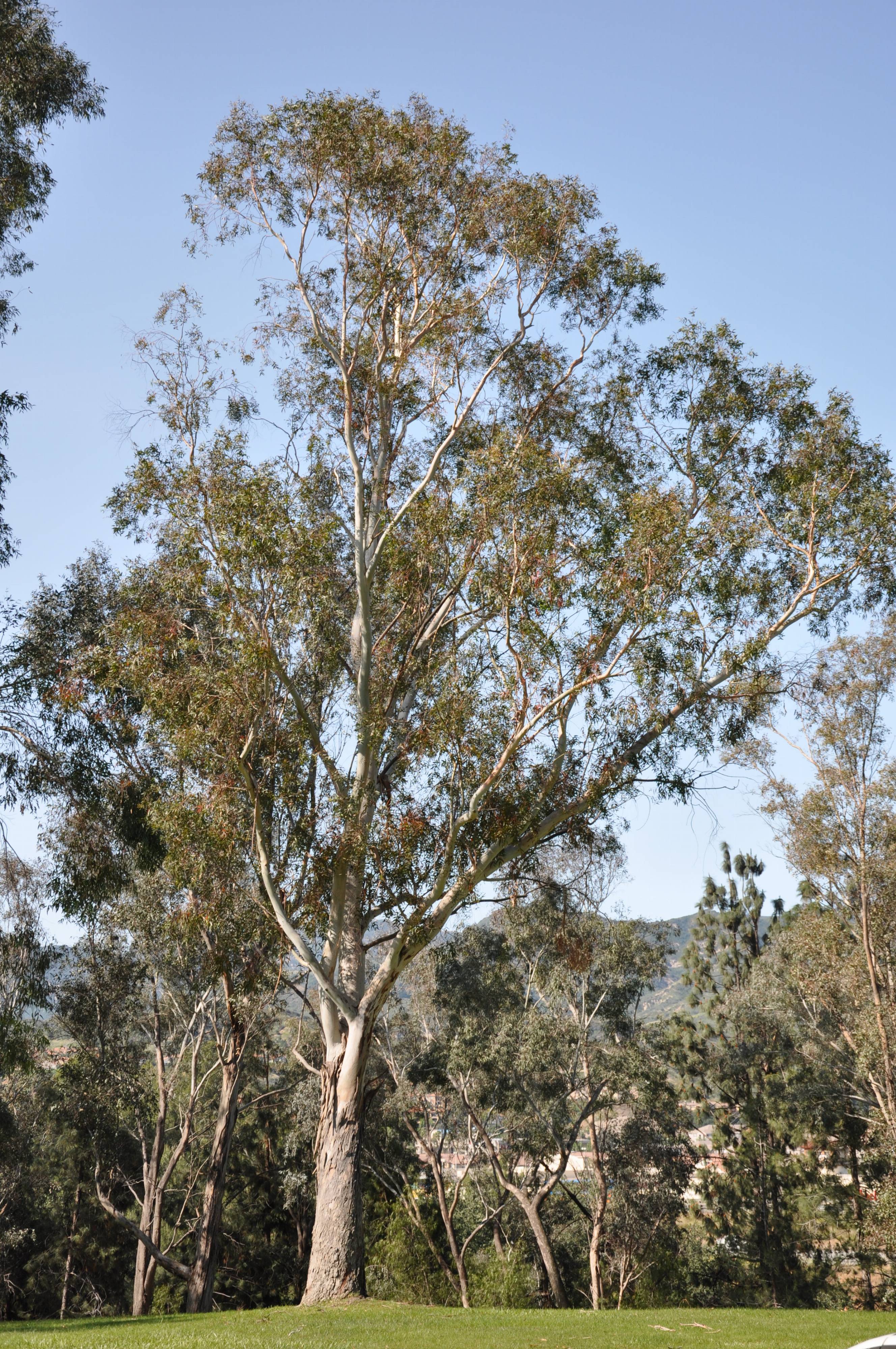 Eucalyptus leucoxylon - White Ironbark | PlantMaster