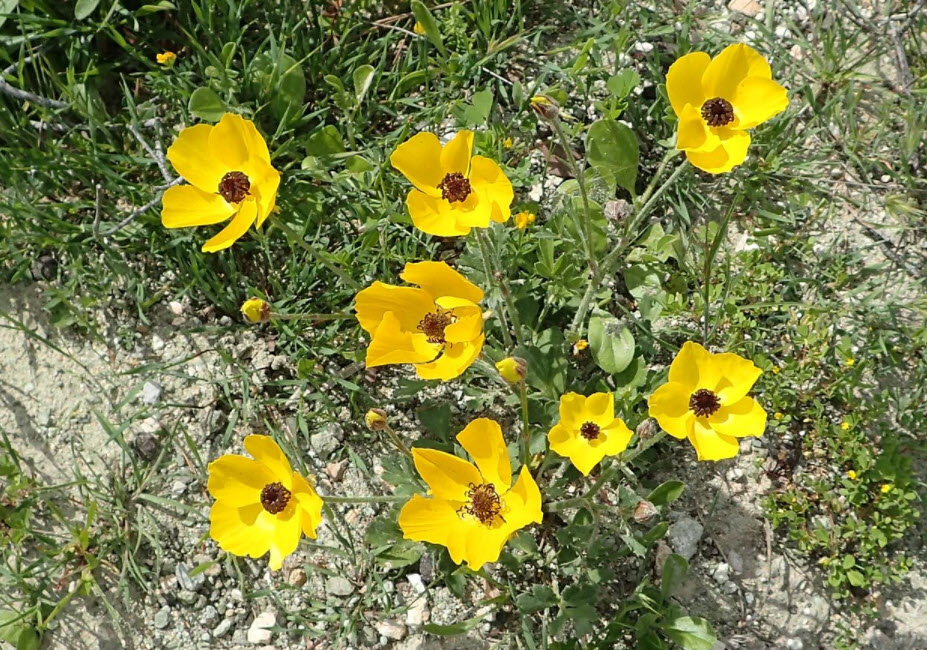 Ranunculus asiaticus - Ranunculus | PlantMaster