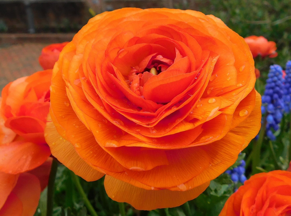 Ranunculus asiaticus - Ranunculus | PlantMaster