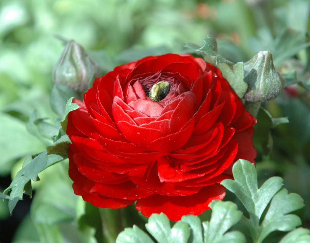 Ranunculus asiaticus - Ranunculus | PlantMaster
