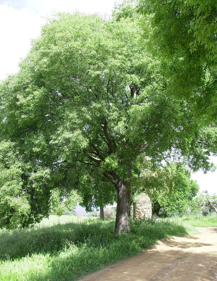 European Hackberry Tree Shady Plants
