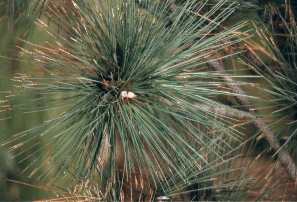 Pinus coulteri - Coulter Pine | PlantMaster