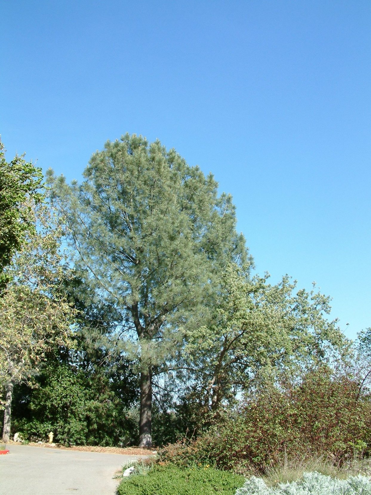 Pinus torreyana - Torrey Pine | PlantMaster