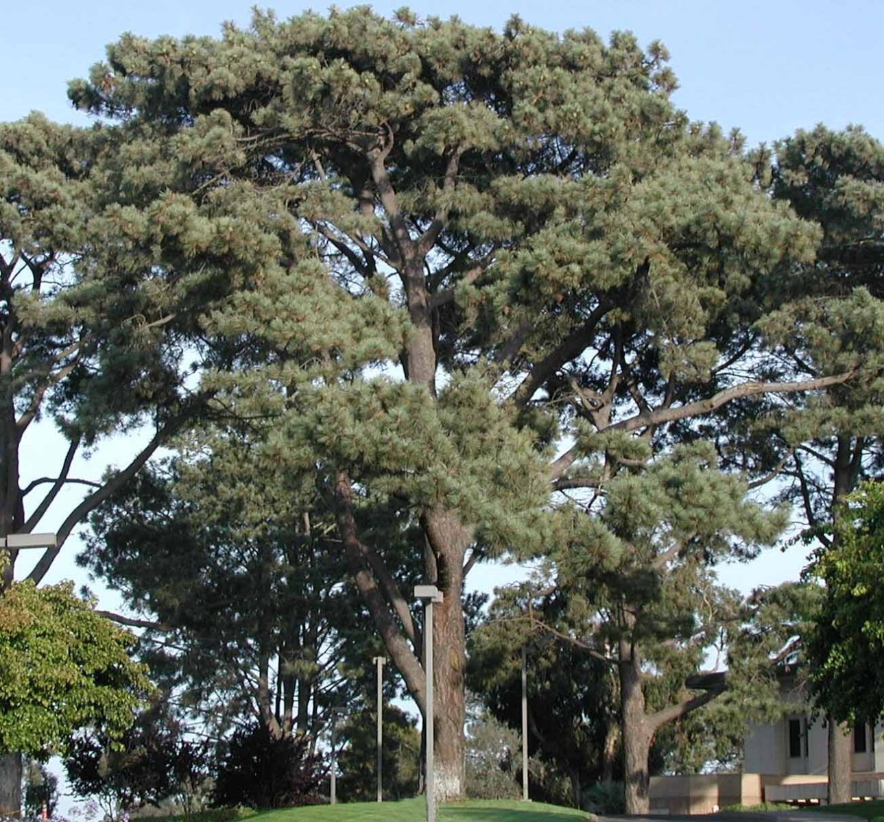 Pinus torreyana - Torrey Pine | PlantMaster