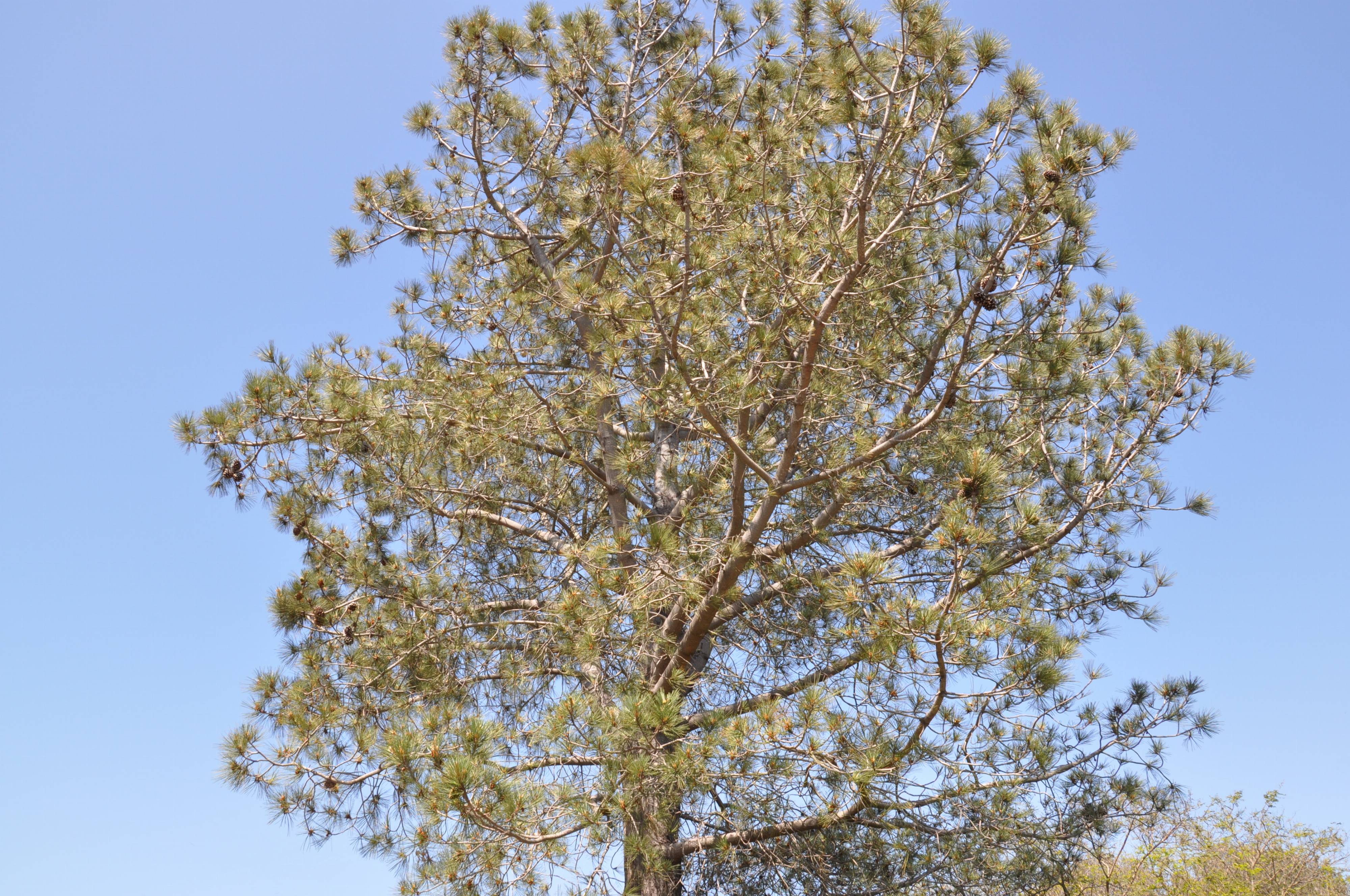 Pinus torreyana - Torrey Pine | PlantMaster