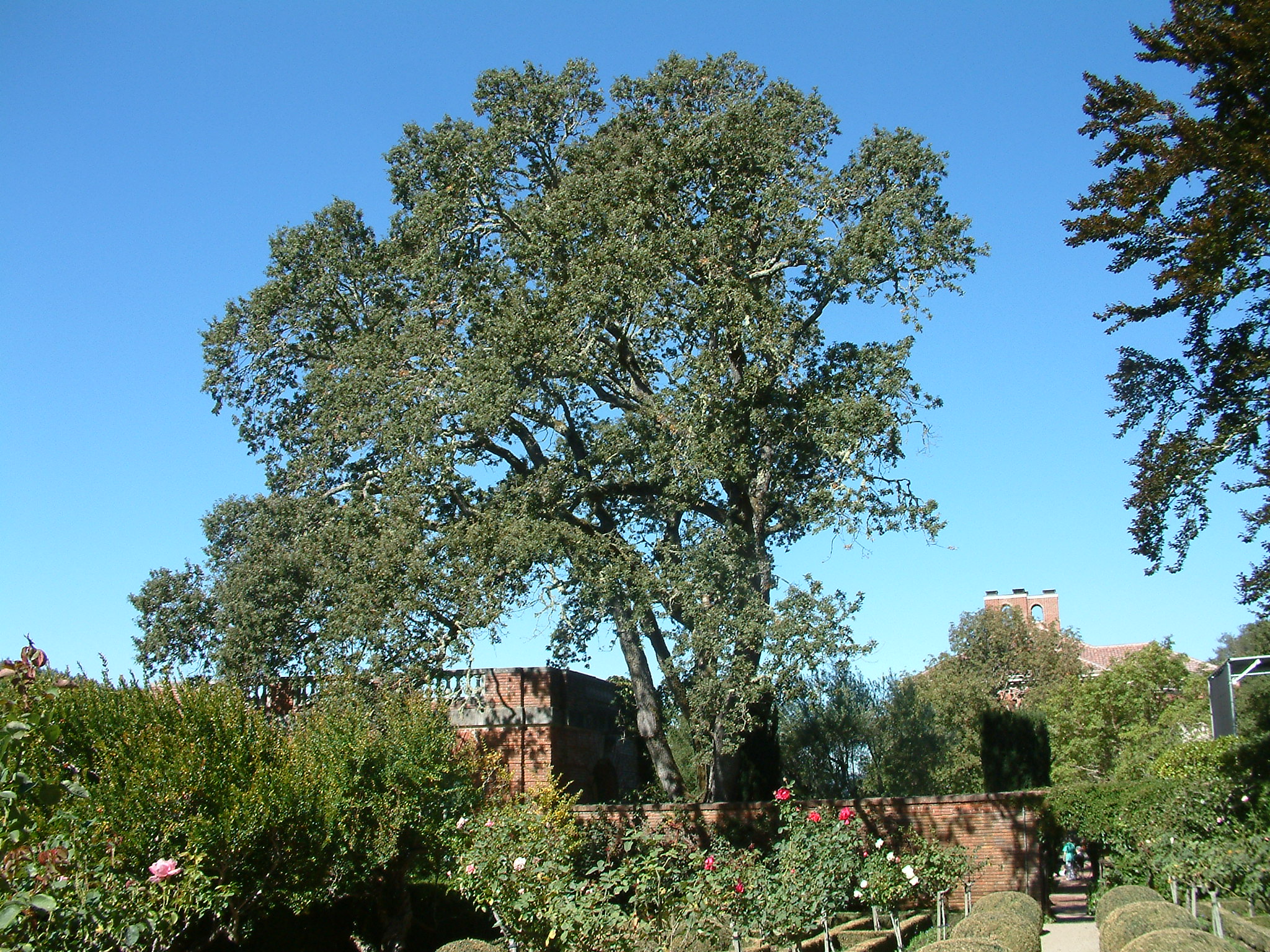 Quercus Lobata Sevenoaks Native Nursery Quercus Lobata Valley Oak