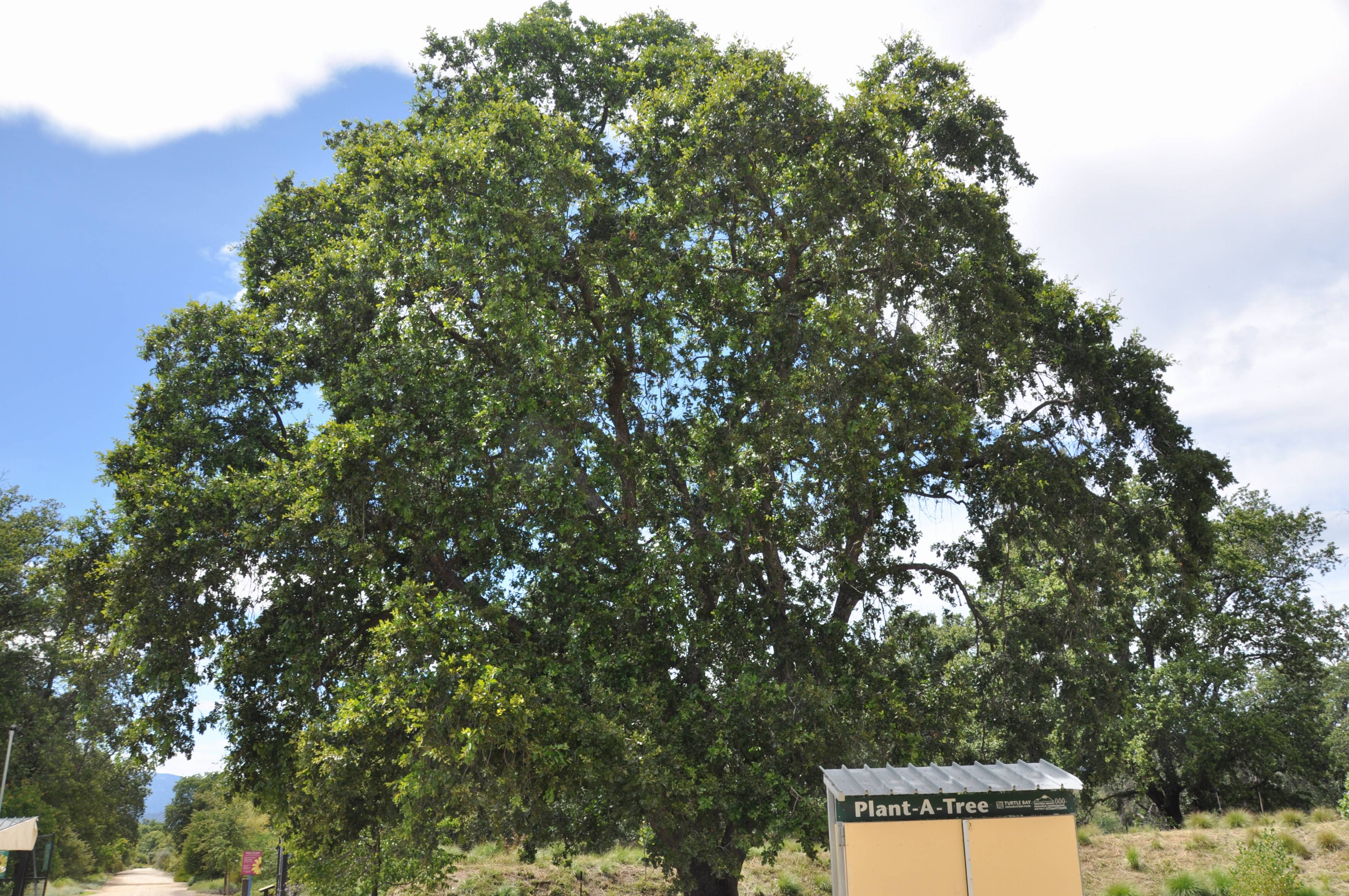 Quercus Lobata Sevenoaks Native Nursery Quercus Lobata Valley Oak