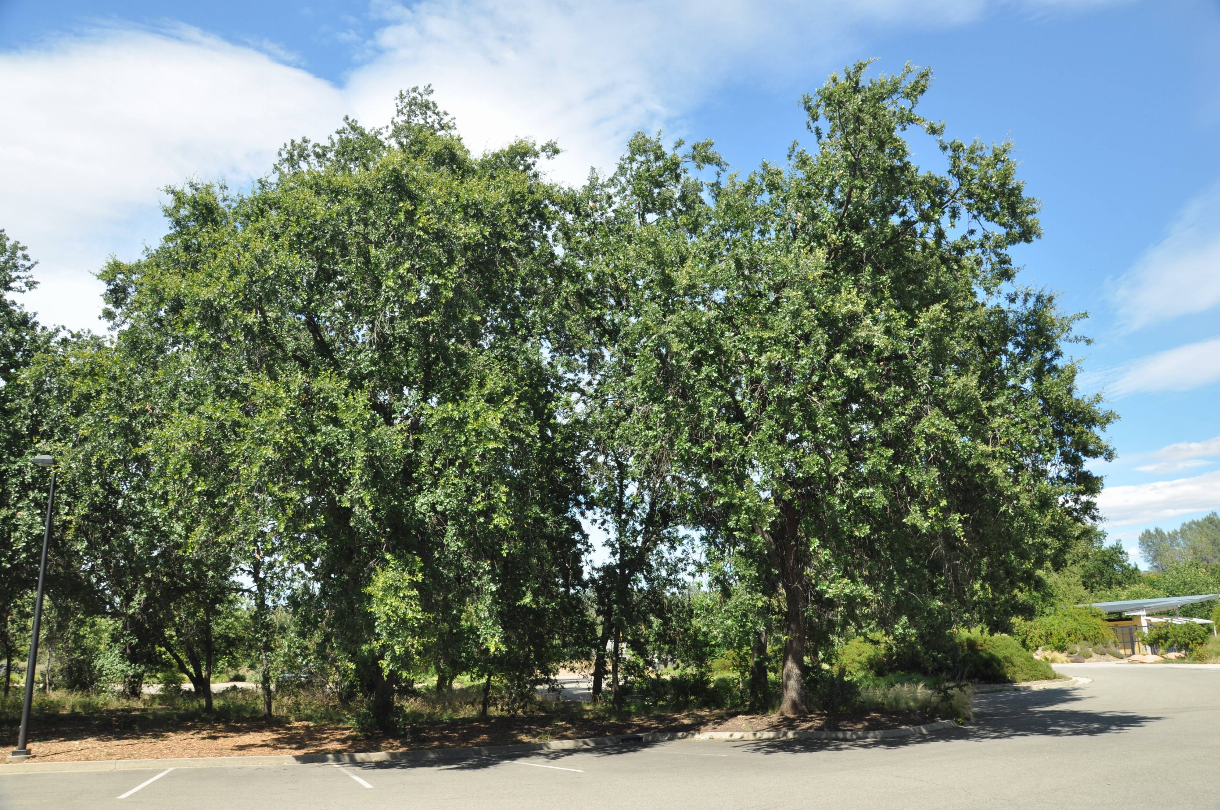 Quercus Lobata Sevenoaks Native Nursery Quercus Lobata Valley Oak