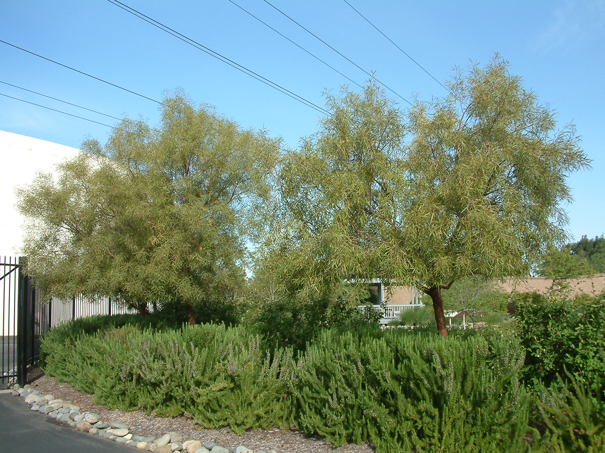 Rhus Lancea African Sumac Tree | Star Nursery Garden And Rock Centers