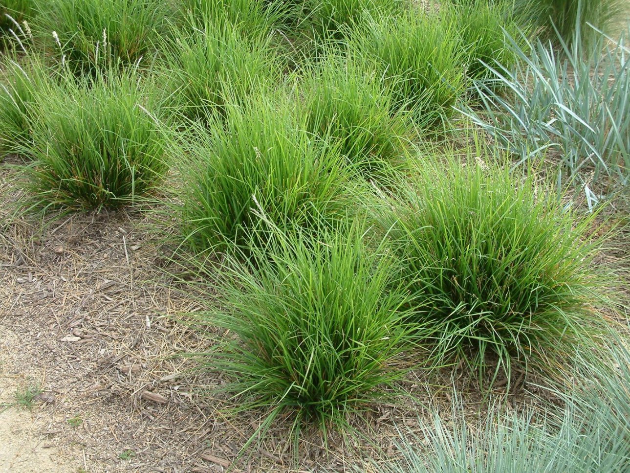 Sesleria autumnalis