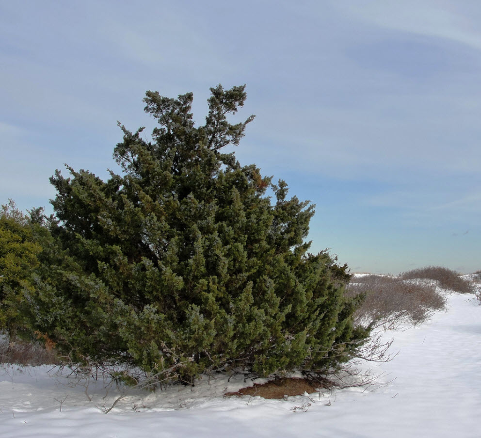 Eastern Red Cedar In Winter Dead? (Eastern Red Cedar) : R/Bonsai
