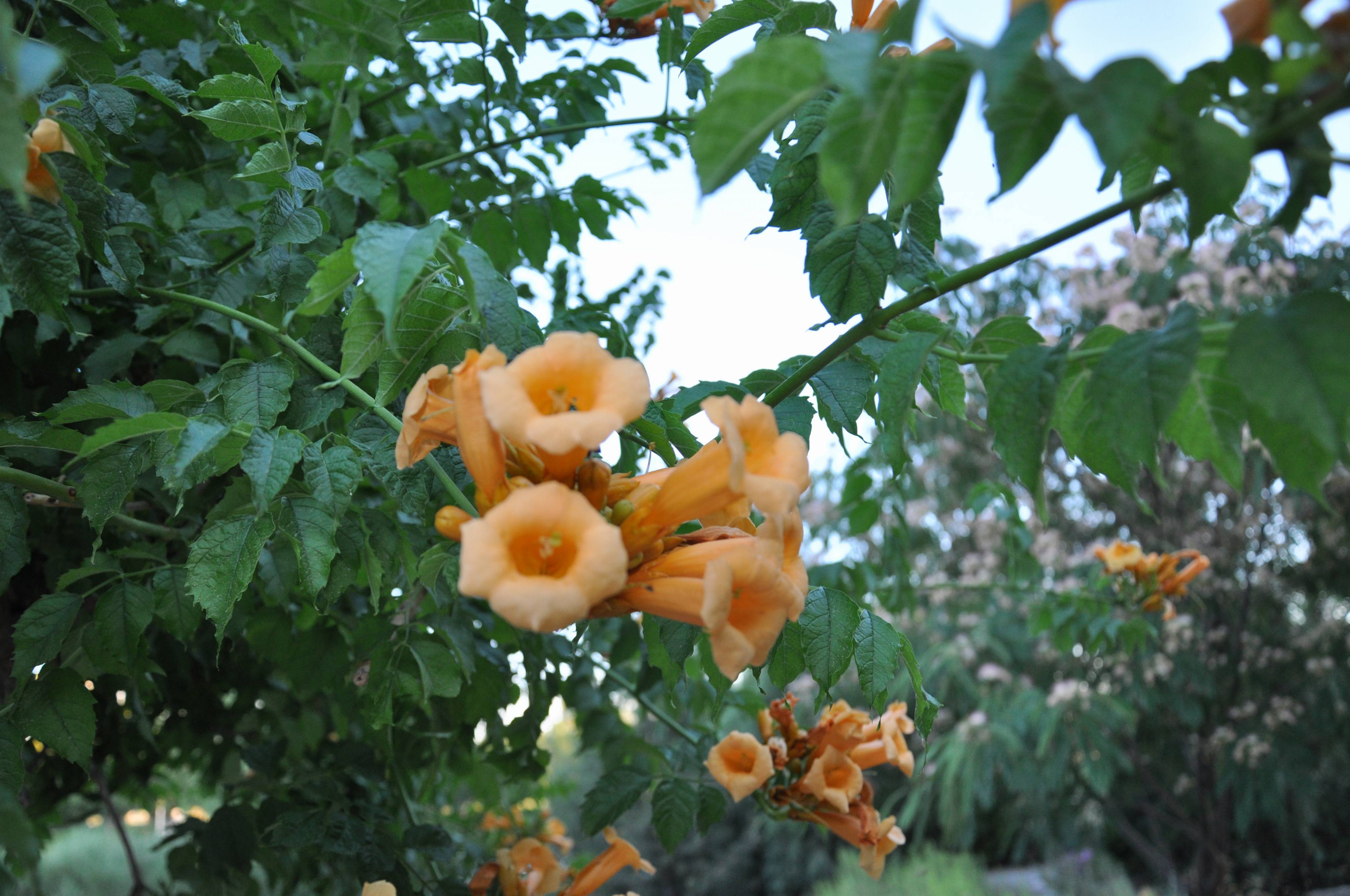 Campsis radicans