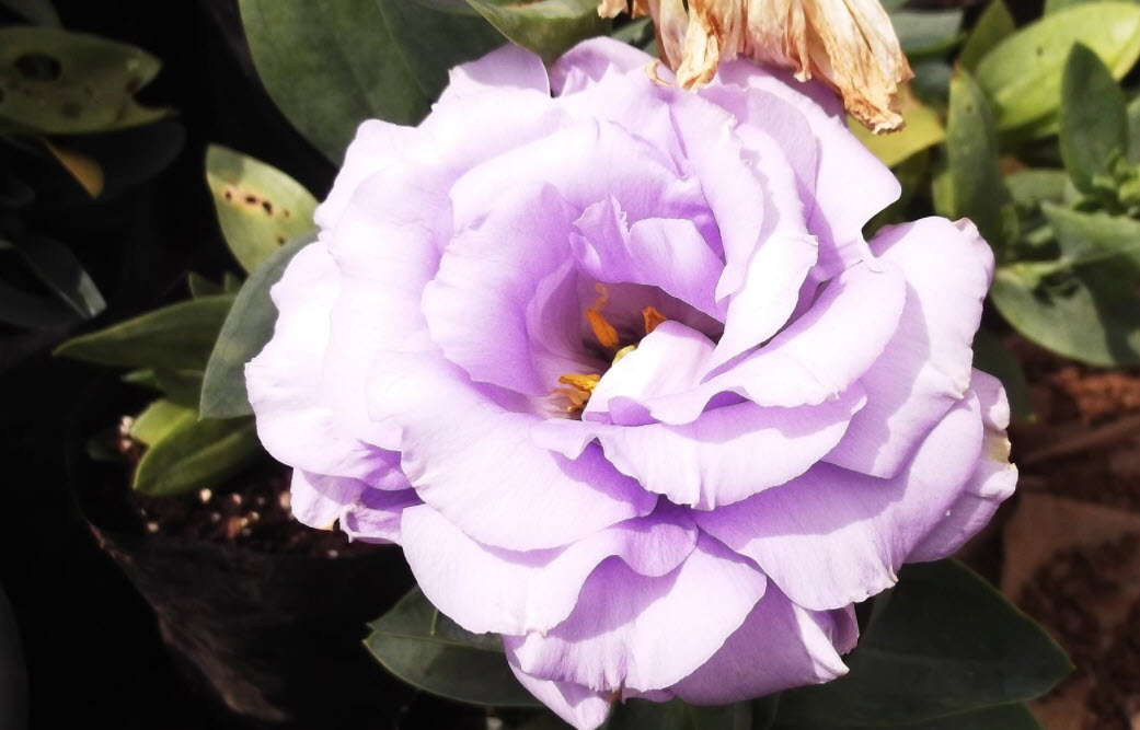 Eustoma grandiflorum - Lisianthus | PlantMaster
