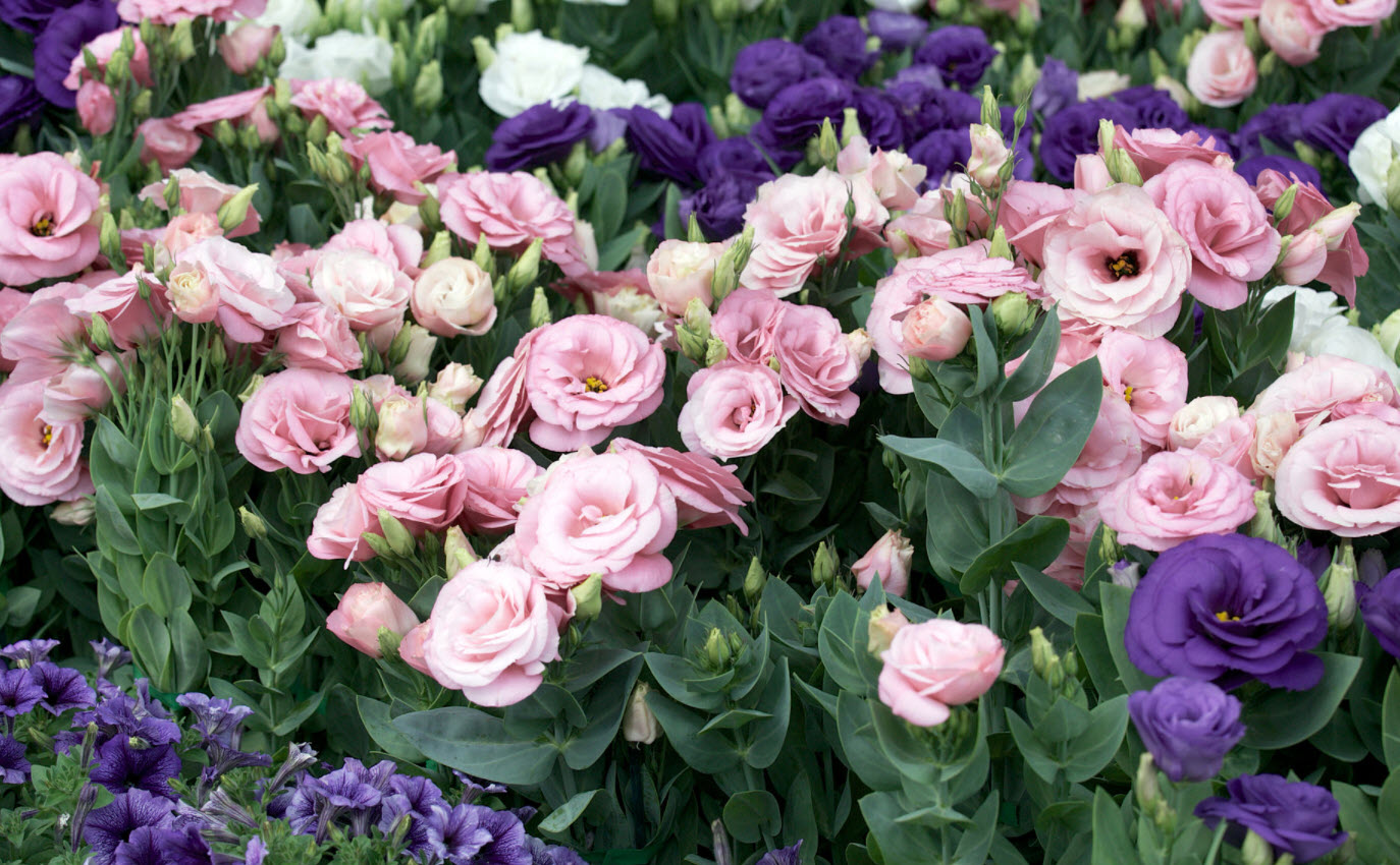 Eustoma grandiflorum - Lisianthus | PlantMaster