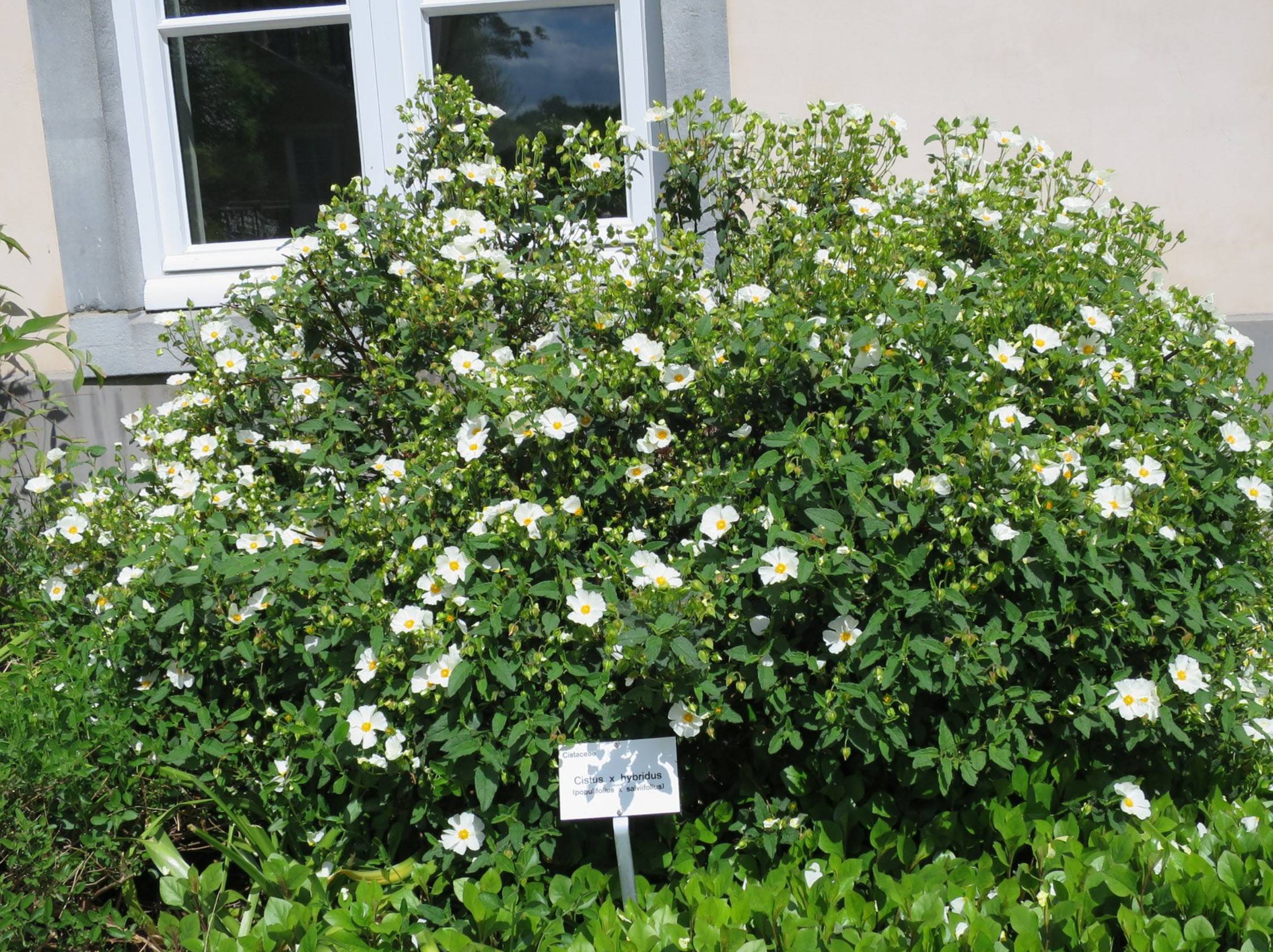 Cistus x hybridus - White Rockrose | PlantMaster