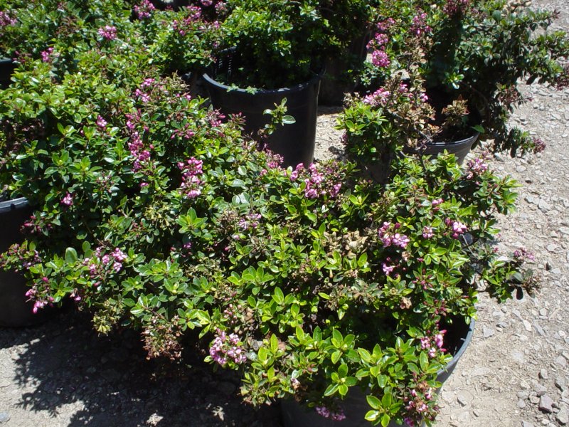 Escallonia 'Newport Dwarf' - Dwarf Escallonia | PlantMaster