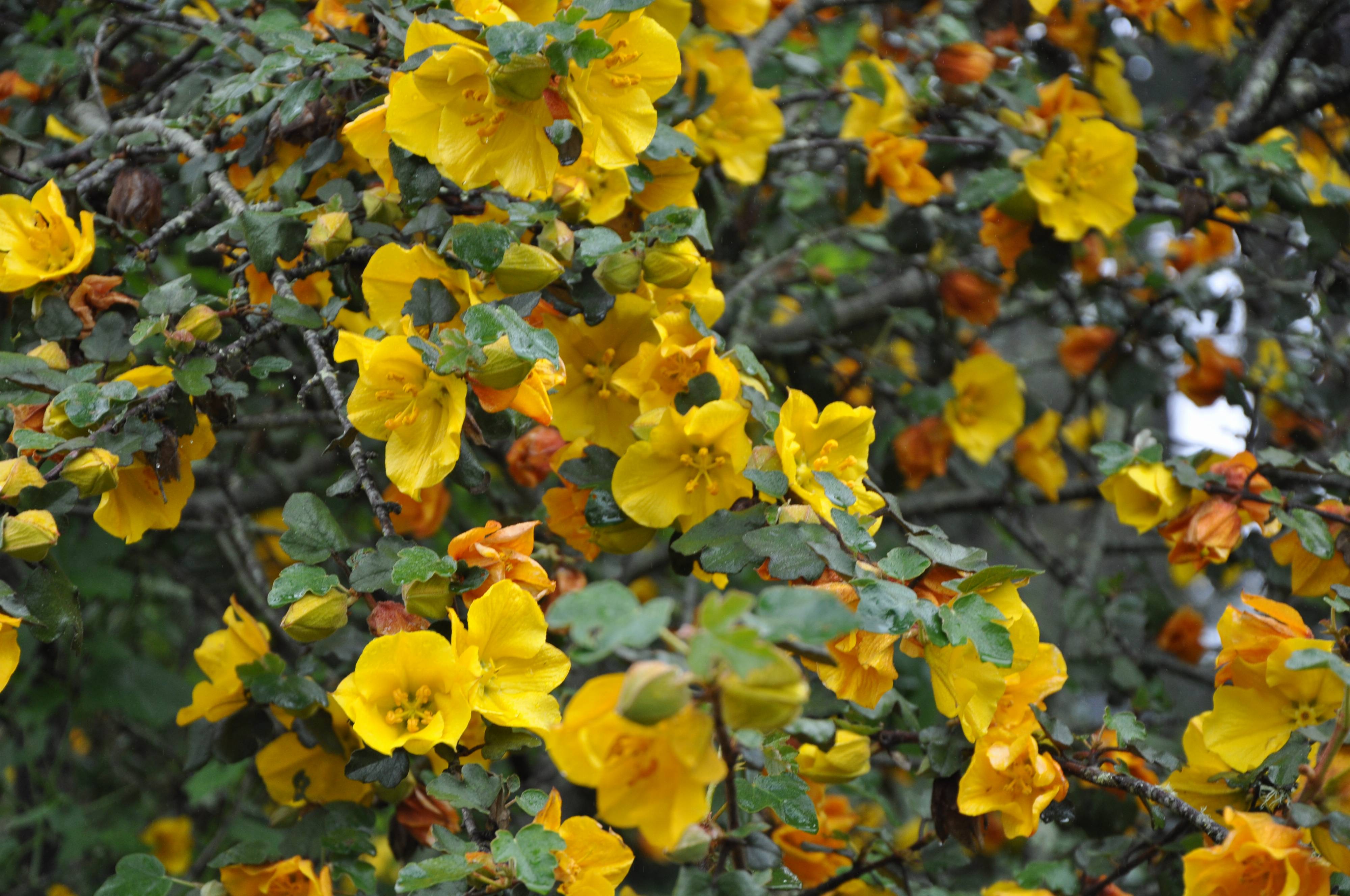 Fremontodendron 'California Glory'