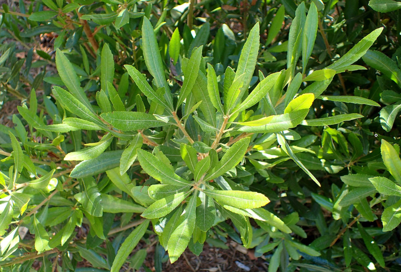 Myrica californica - Pacific Wax Myrtle | PlantMaster