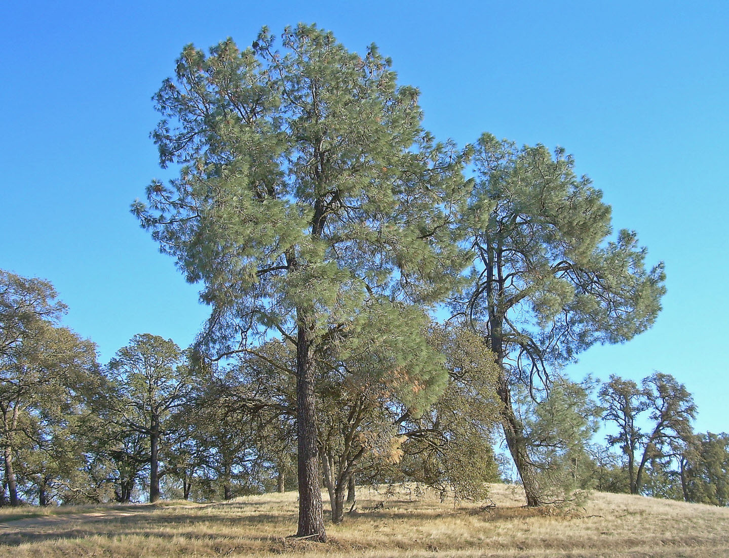 Pinus sabiniana - Gray Pine | PlantMaster