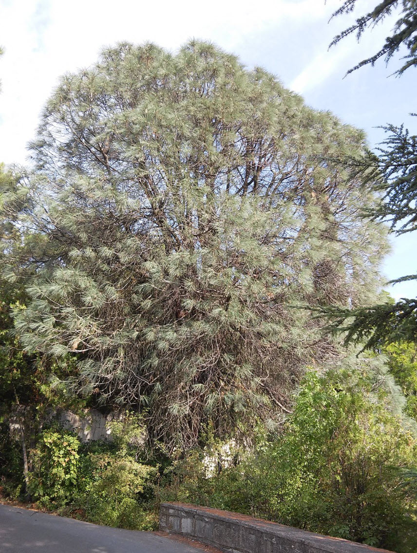 Pinus sabiniana - Gray Pine | PlantMaster
