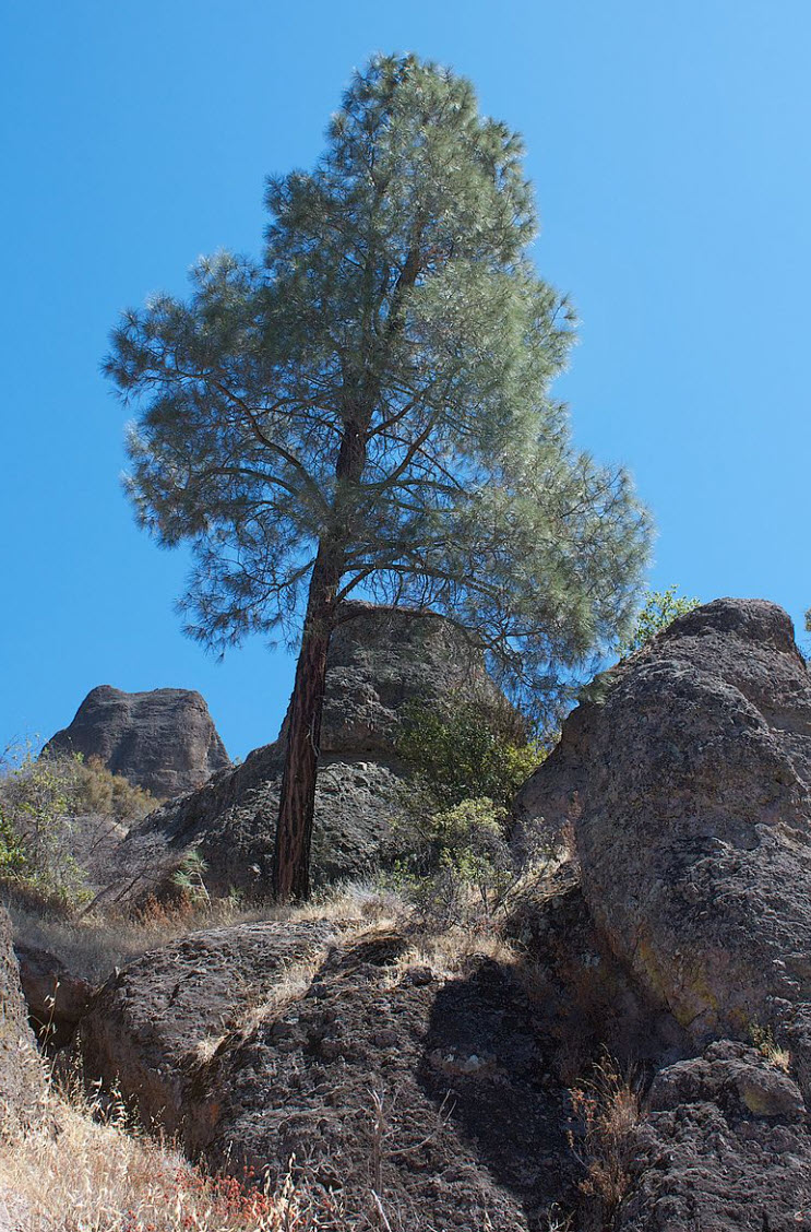 Pinus sabiniana - Gray Pine | PlantMaster