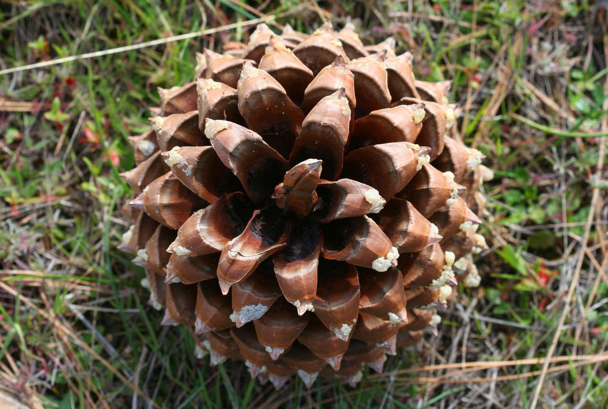 Pinus sabiniana - Gray Pine | PlantMaster