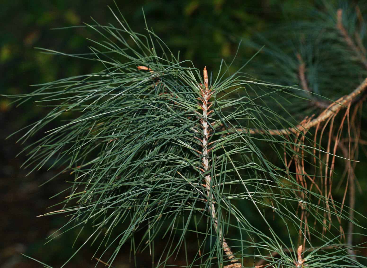 Pinus sabiniana - Gray Pine | PlantMaster
