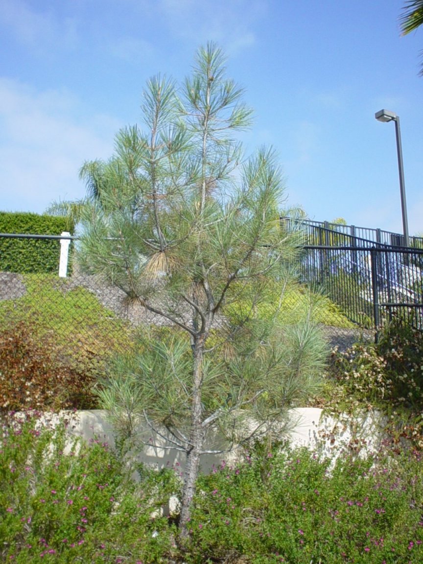 Pinus sabiniana - Gray Pine | PlantMaster