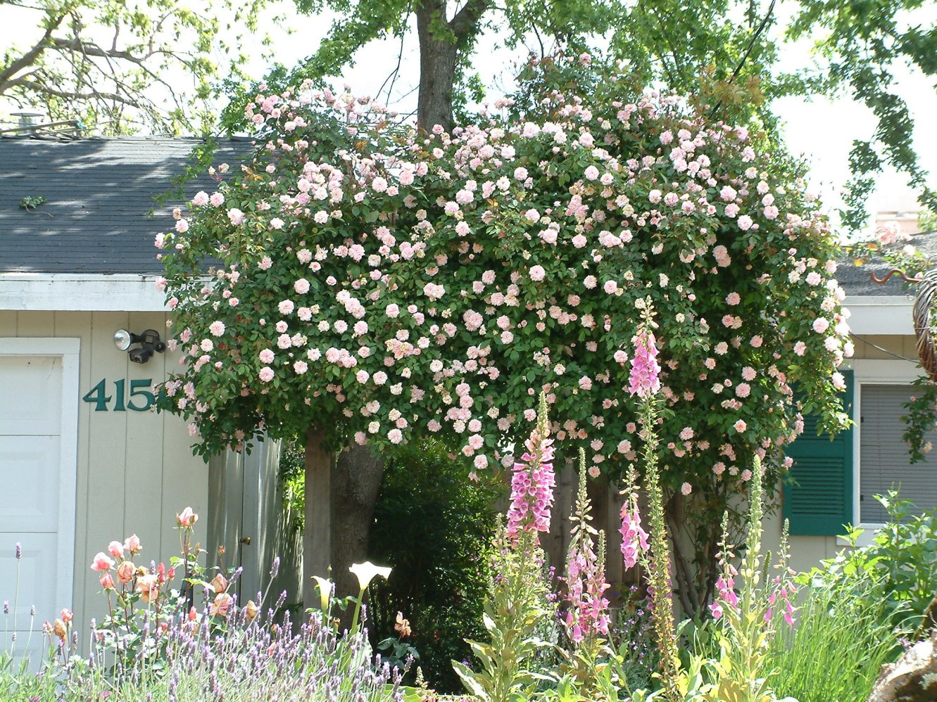Cecile Brunner Climbing Rose